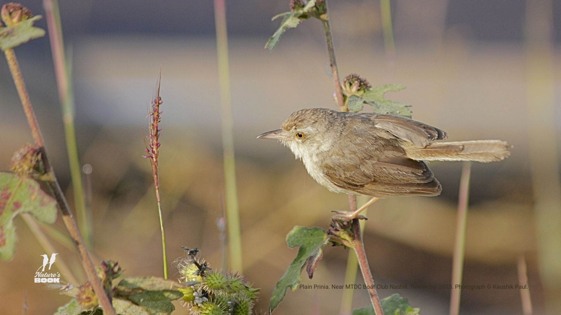 Birdwatching at Gangapur Dam Backwaters Nashik Boat Club | Bird Species ...